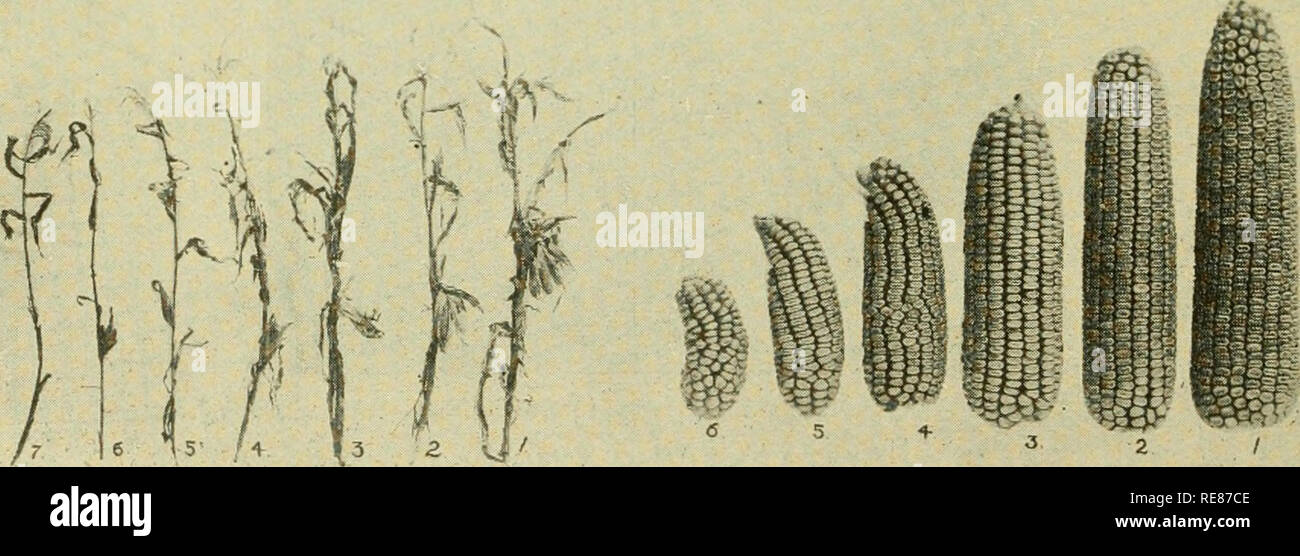 Detasseling corn hi-res stock photography and images - Alamy