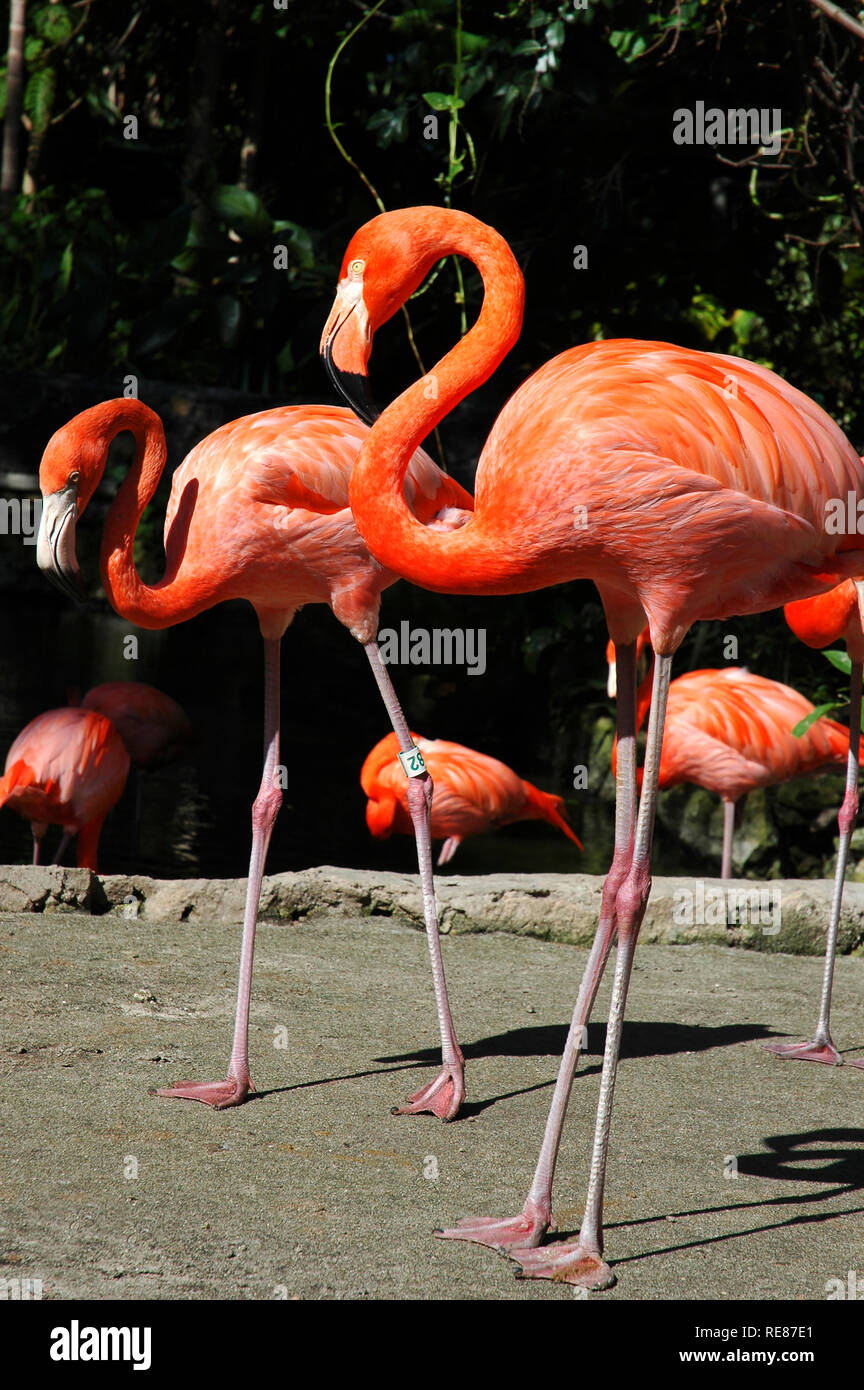 Bahamas flamingo hi-res stock photography and images - Alamy
