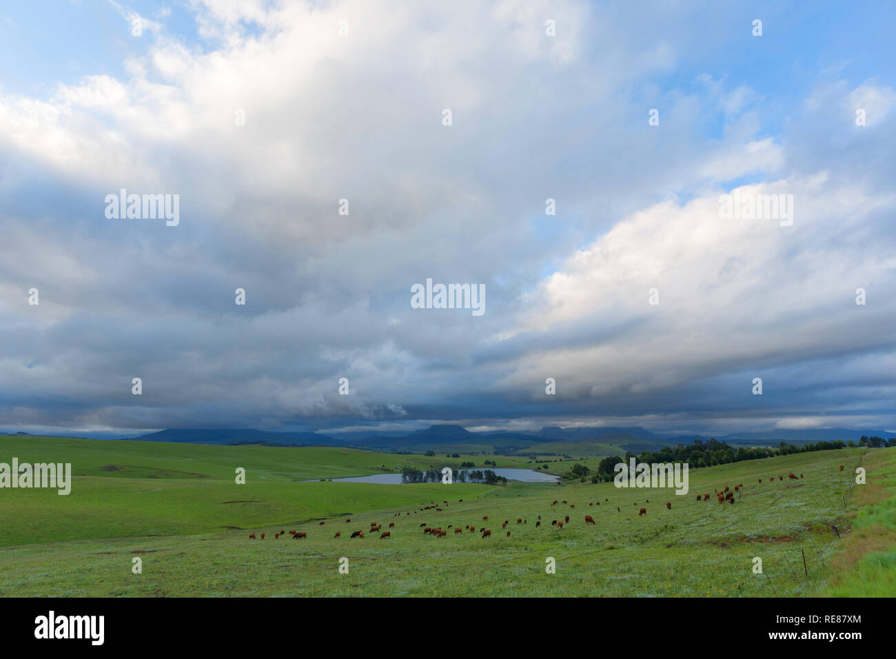 Cattle on green pastures Stock Photo - Alamy