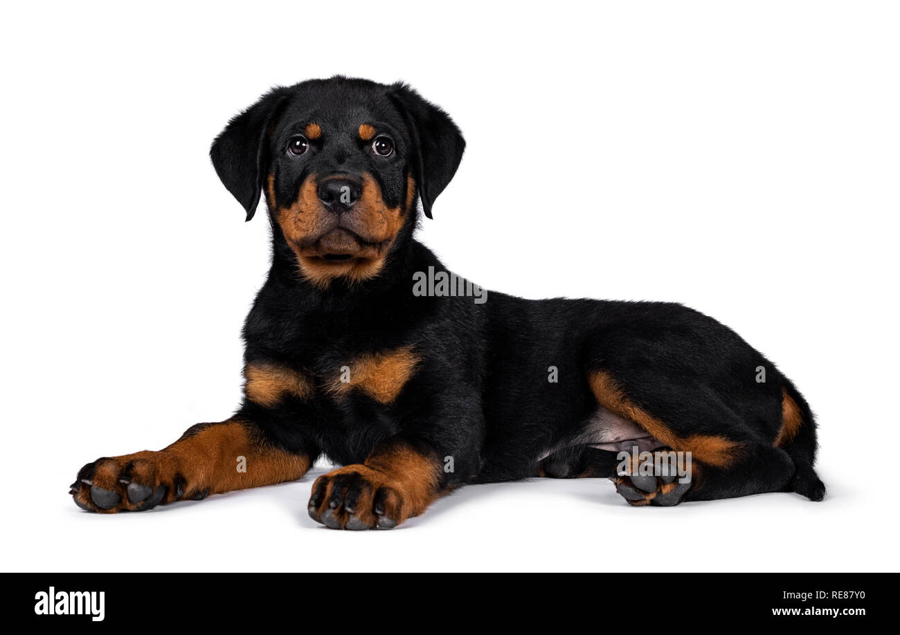 Cute purebred Rottweiler dog pup laying down side ways, head up looking ...