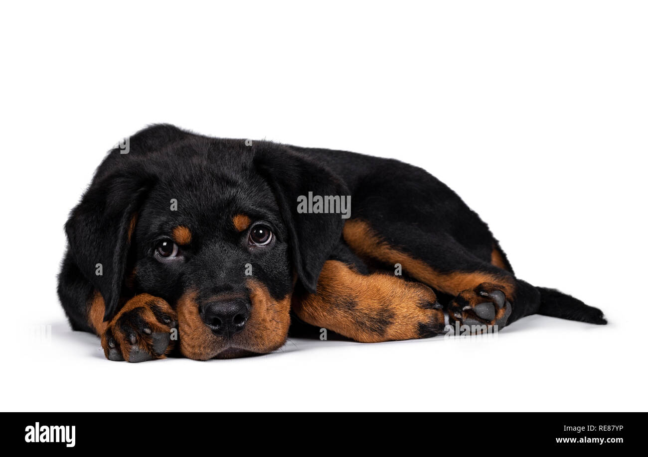Cute purebred Rottweiler dog pup laying down side ways, head down on ...
