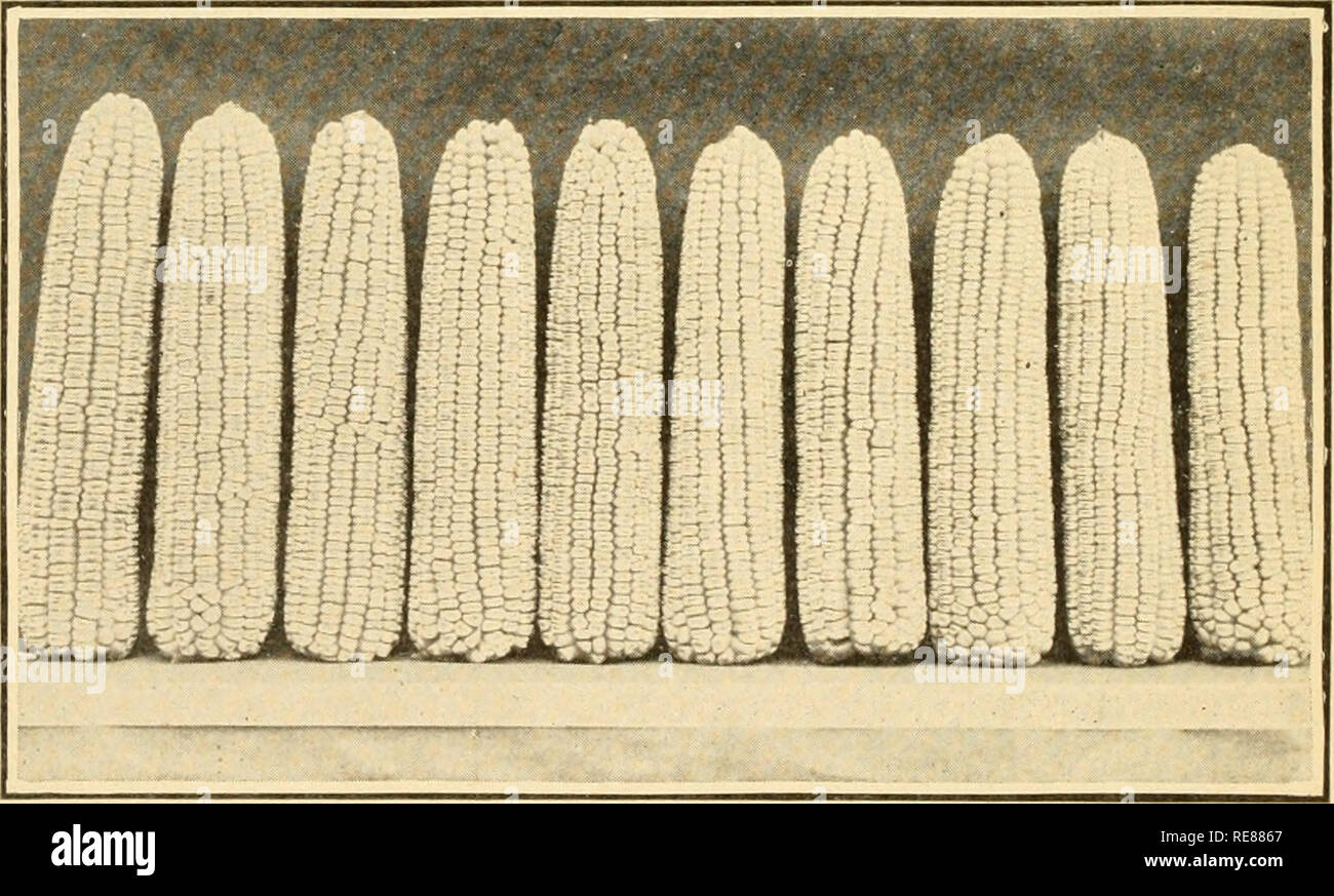. Corn growing in Louisiana. Corn. FiG. 2. Mosby Prolific White Dent ...