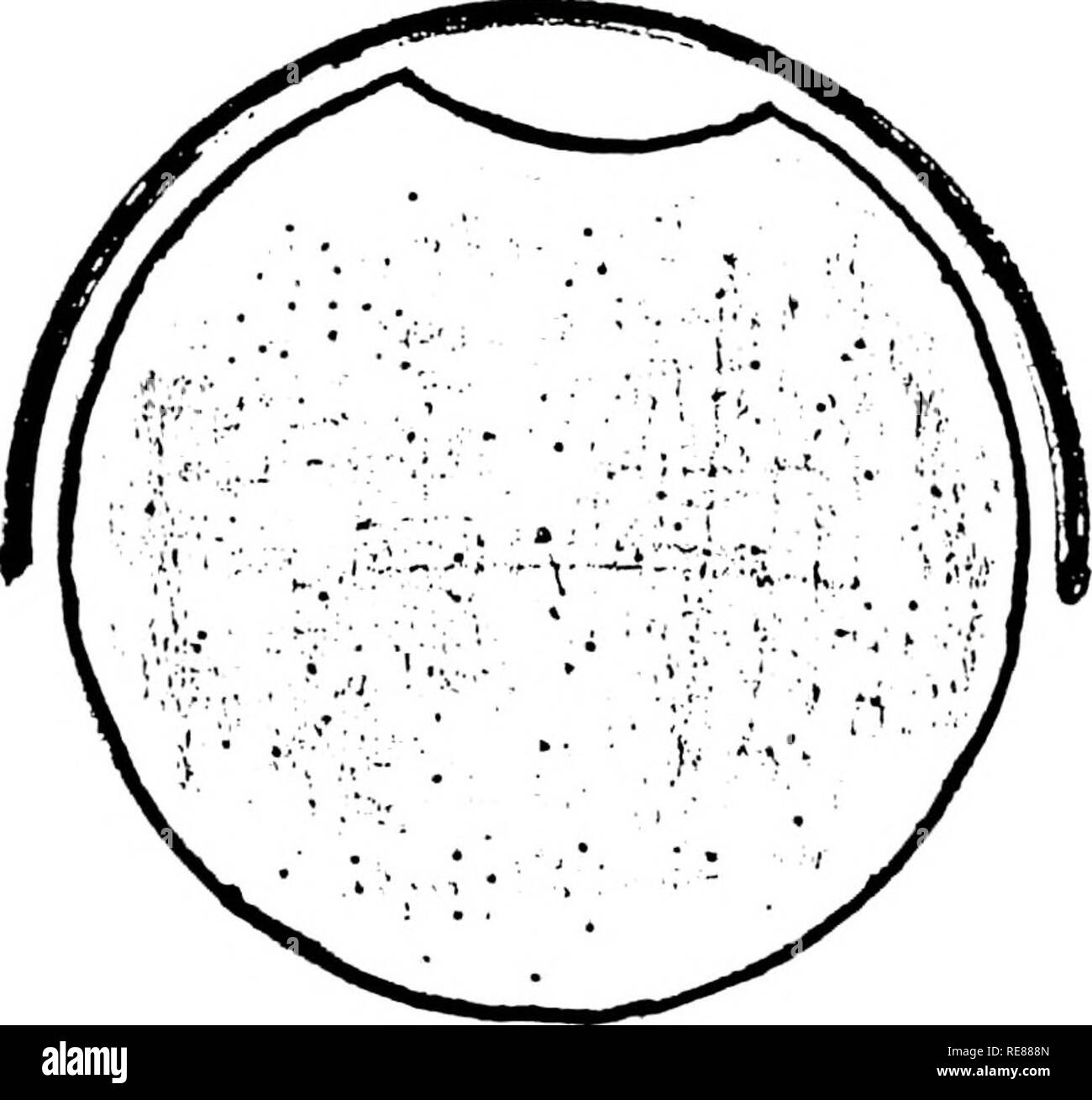 . Corn field spider community: composition, structure, development and ...