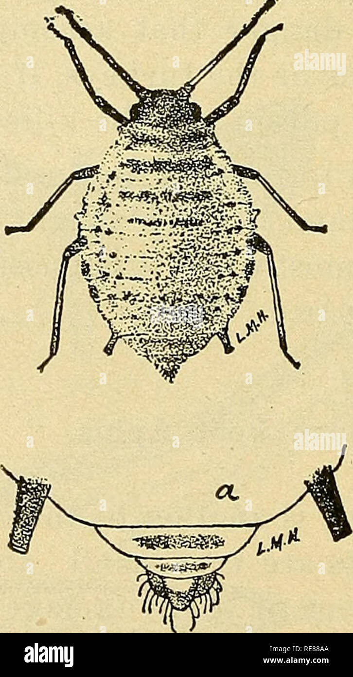 Corn weevil hi-res stock photography and images - Alamy