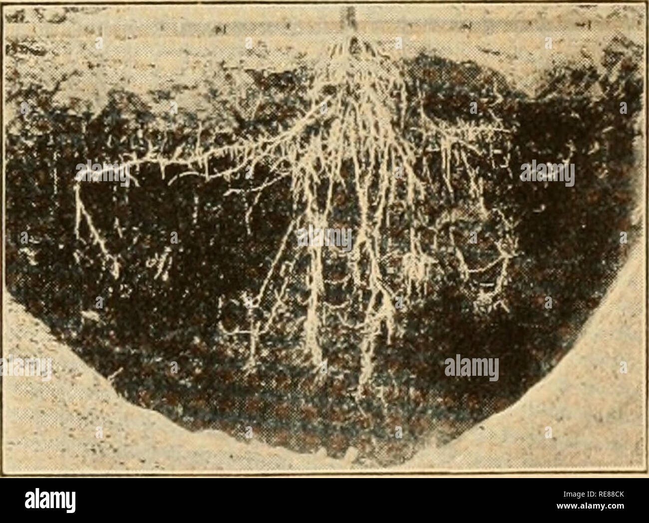 Root penetration hi-res stock photography and images - Alamy