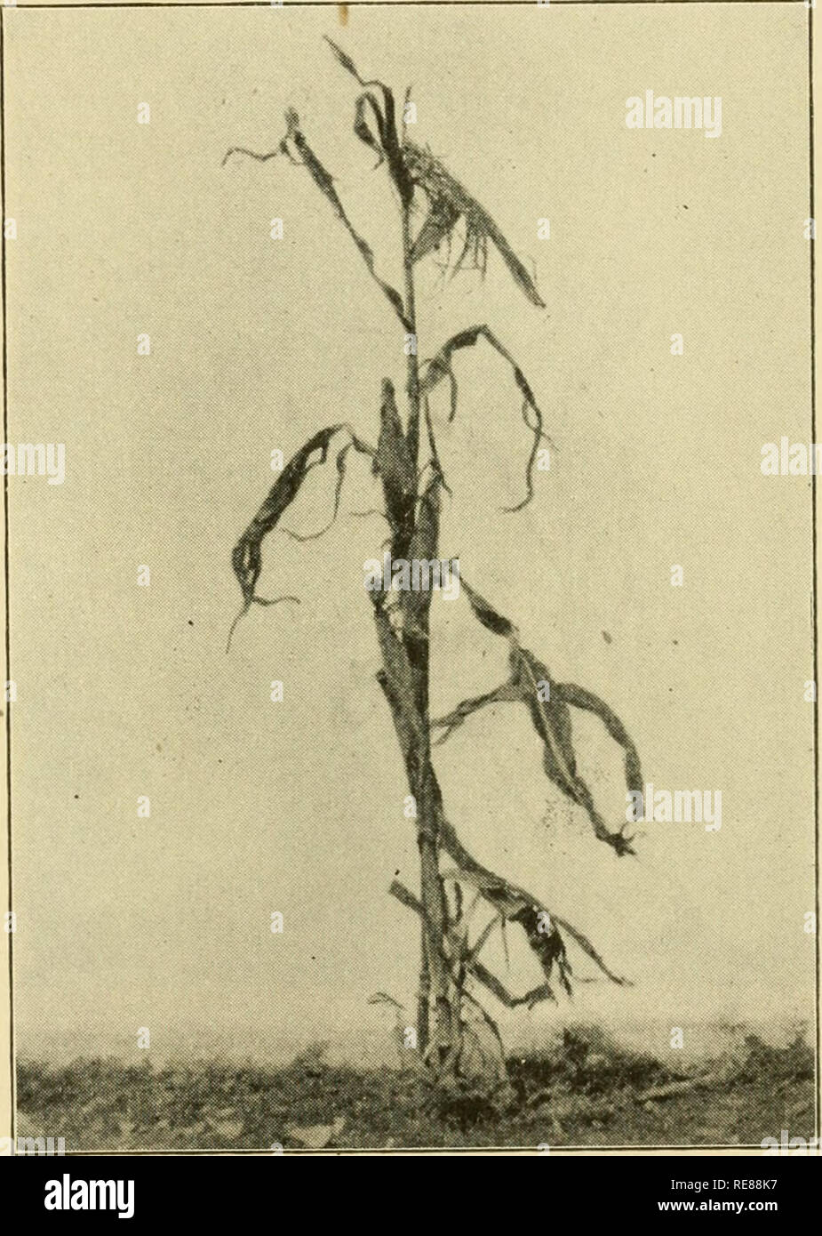 Stalks vary in height hi-res stock photography and images - Alamy