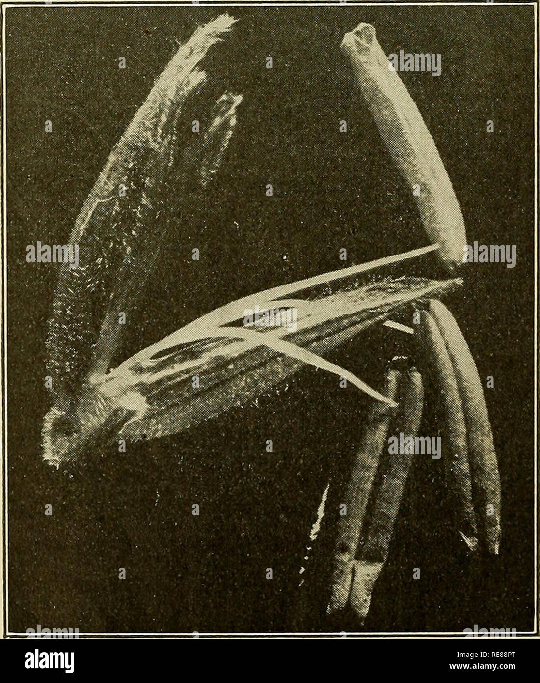 . Corn culture. Corn. 28 CORN of course is in accordance with the ...