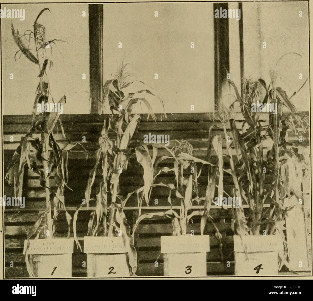 Hybridization of corn hi-res stock photography and images - Alamy