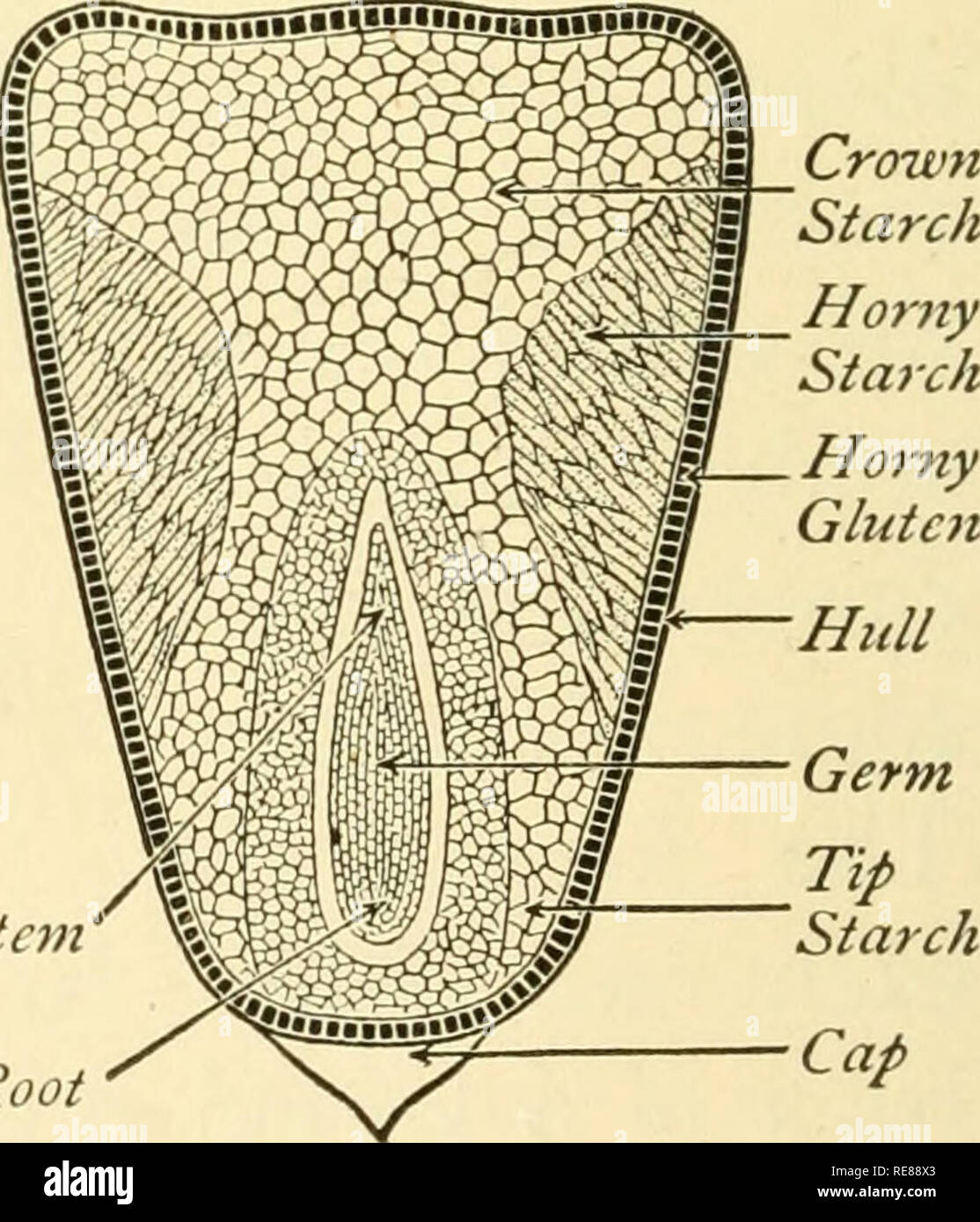 corn kernel anatomy diagram