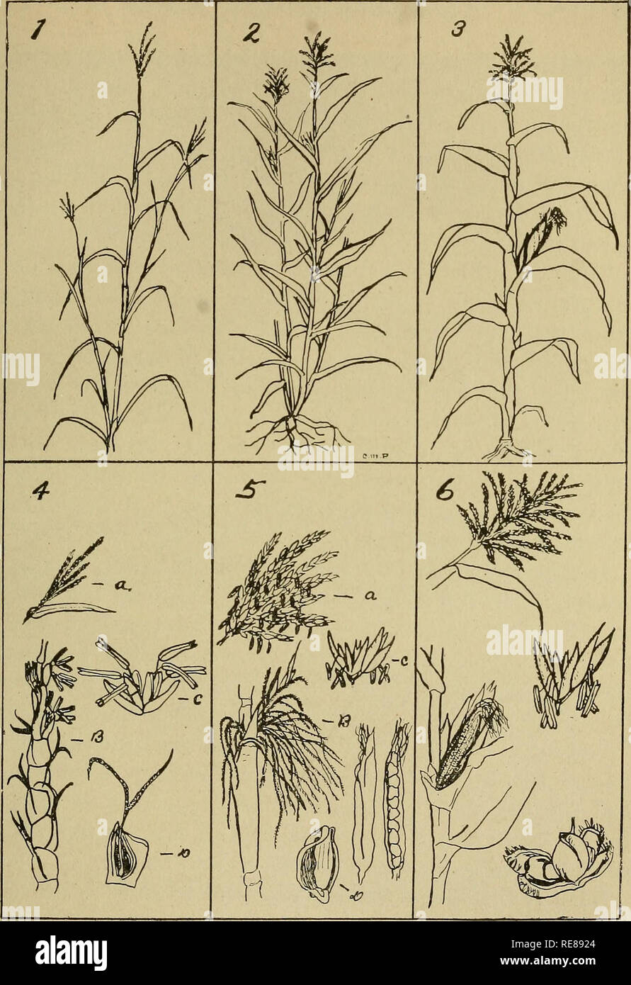 Zea mexicana hi-res stock photography and images - Alamy