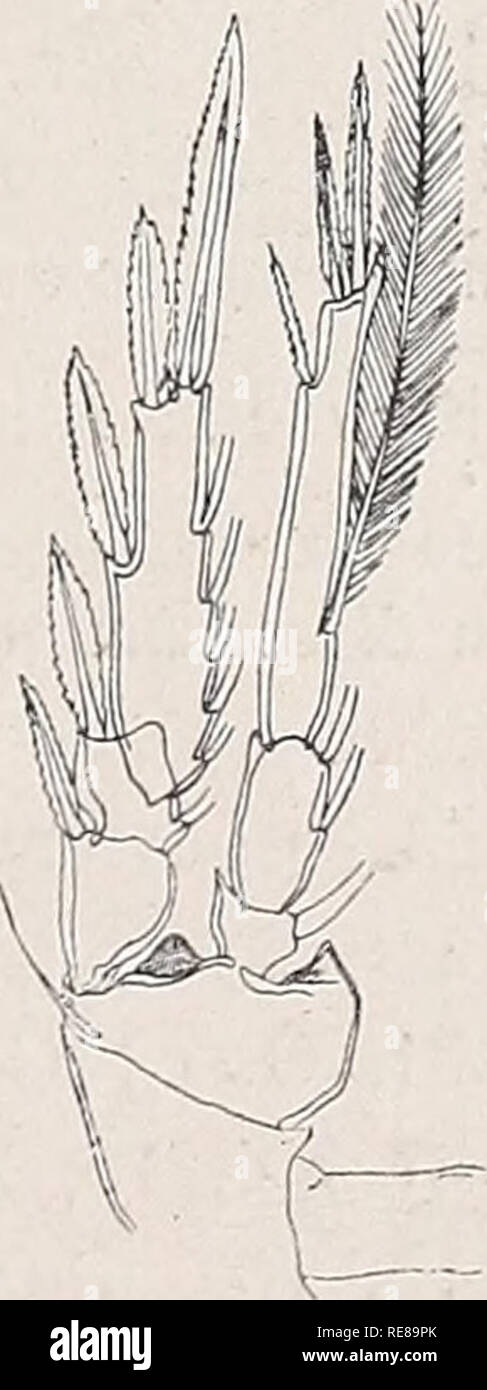 Oncaea venusta hi-res stock photography and images - Alamy