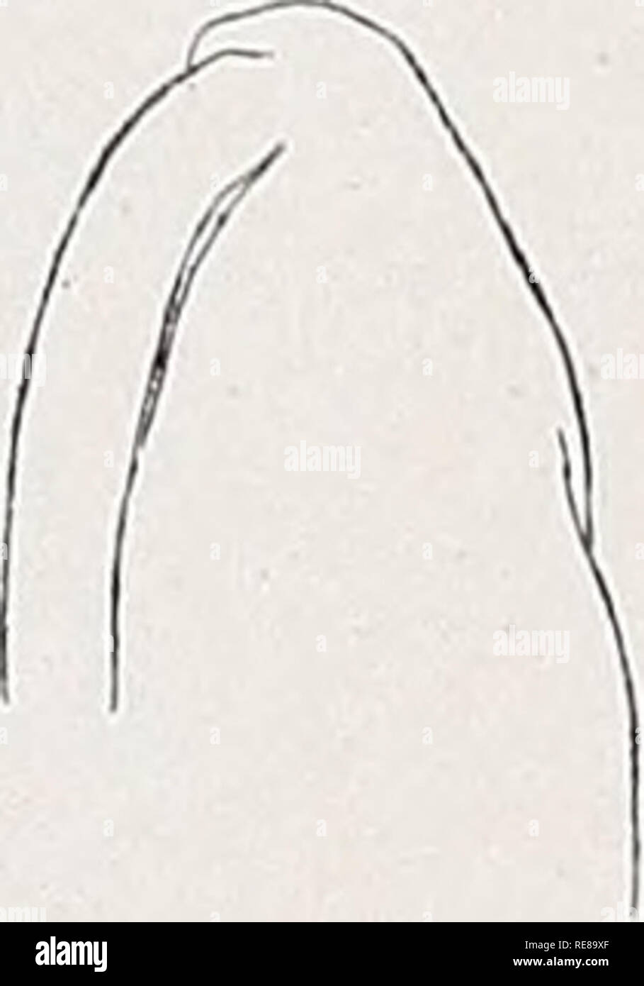 Oithona hi-res stock photography and images - Alamy