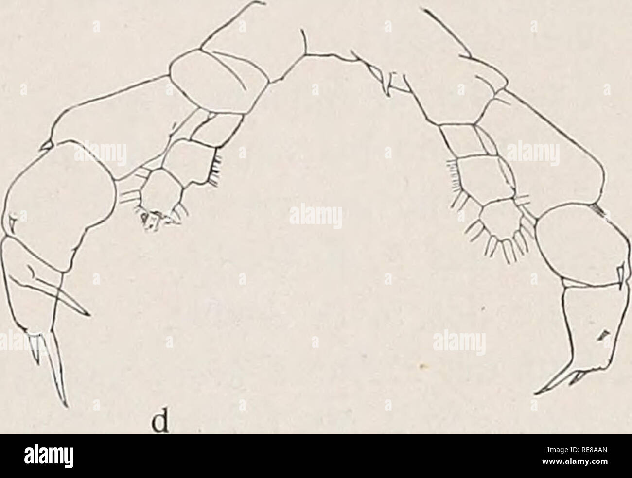 Stilett hi-res stock photography and images - Alamy