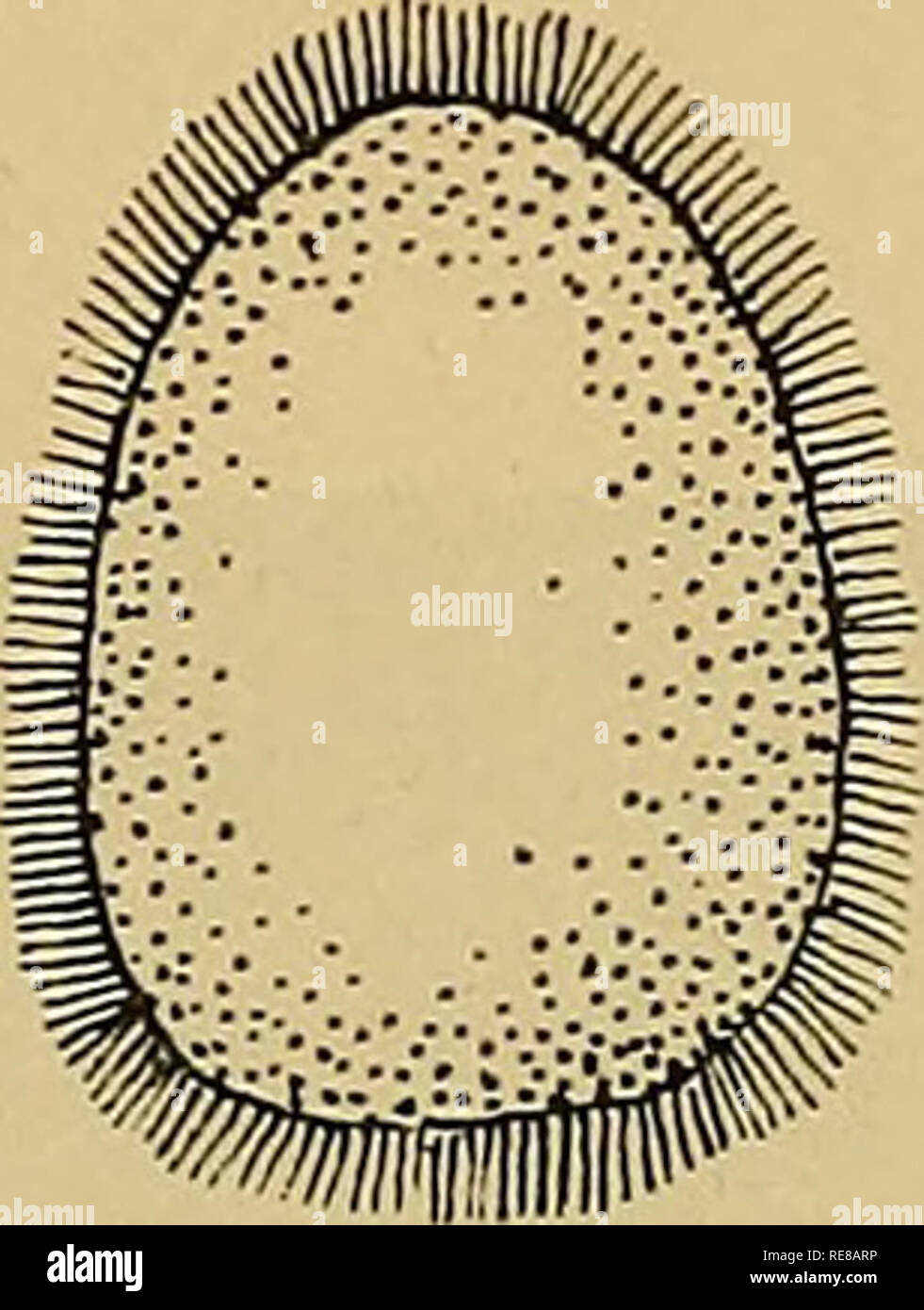 Coral larvae hi-res stock photography and images - Alamy