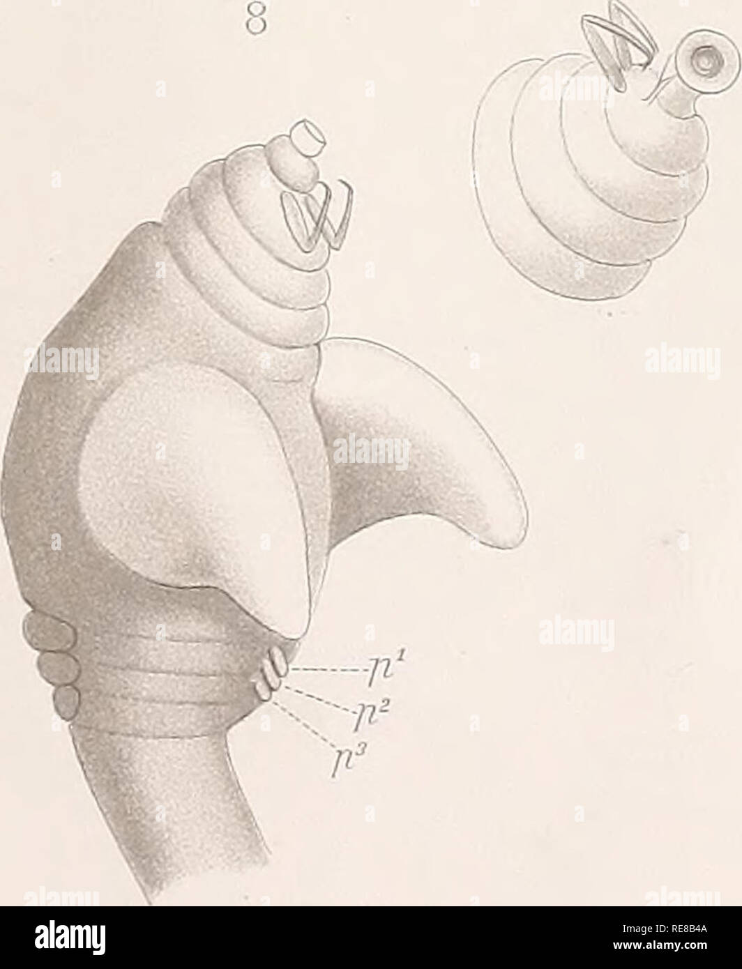 Parasites des poissons hi-res stock photography and images - Alamy