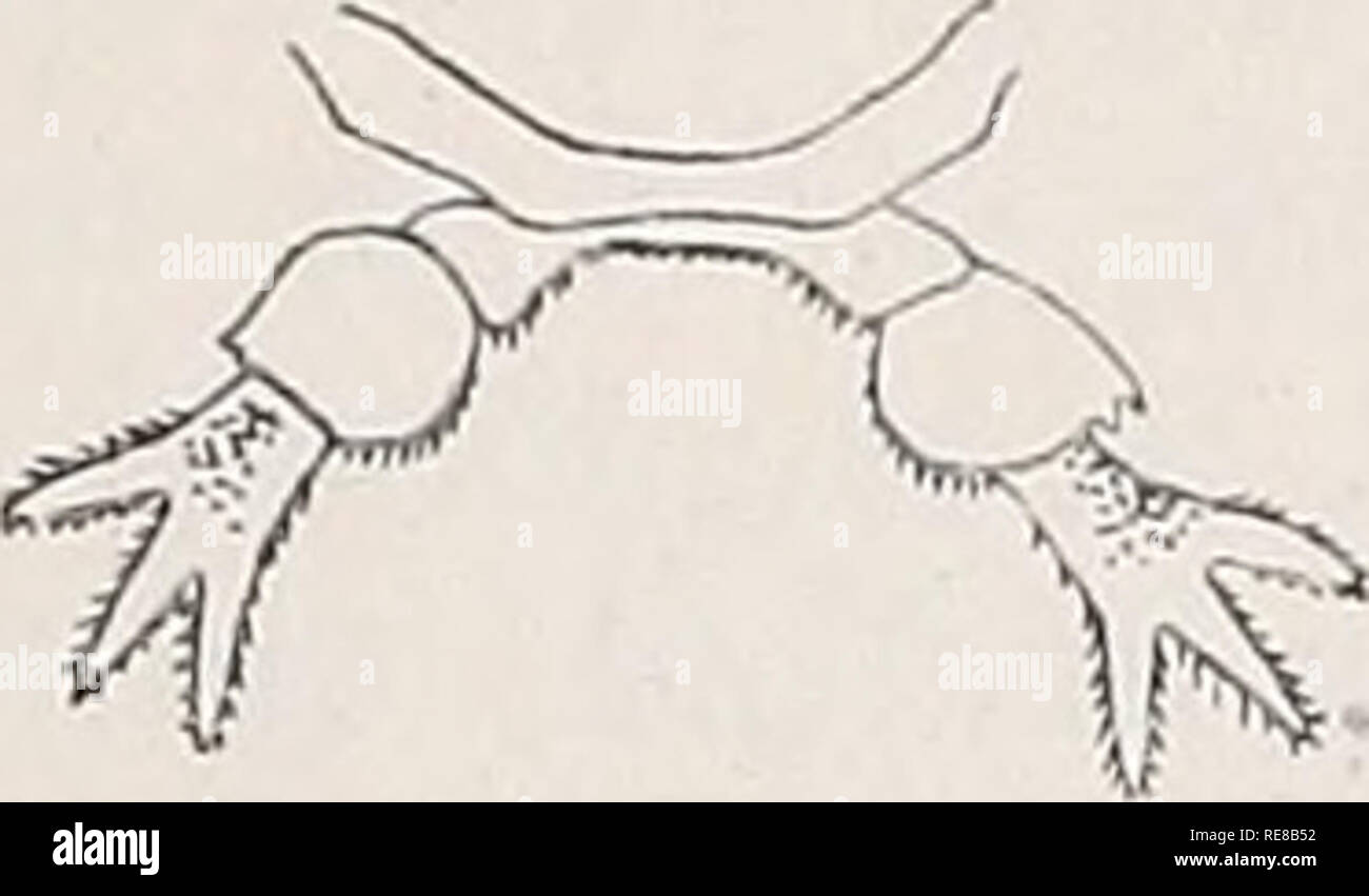 Centropagidae hi-res stock photography and images - Alamy