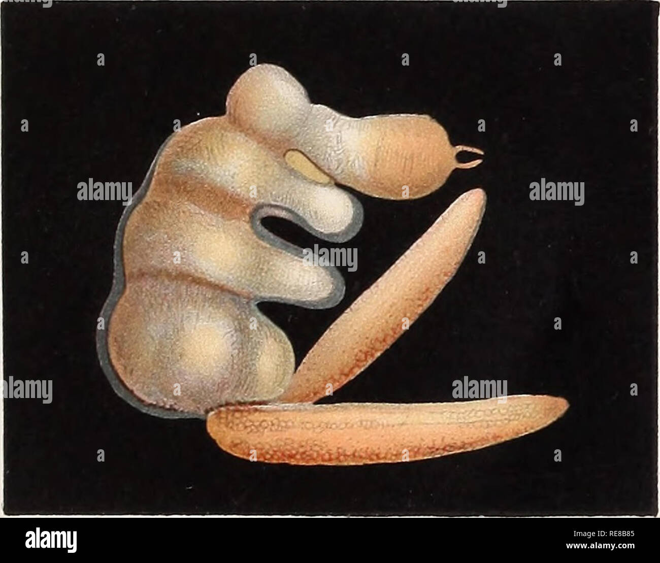 Parasites des poissons hi-res stock photography and images - Alamy