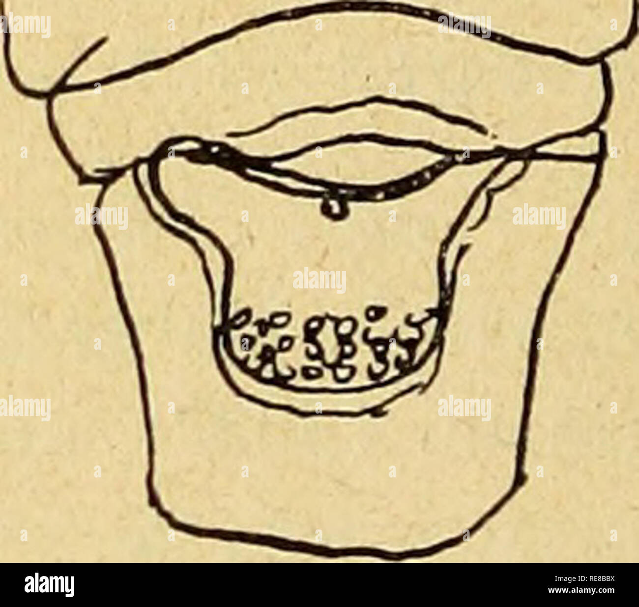 Bicuspidatus hi-res stock photography and images - Alamy