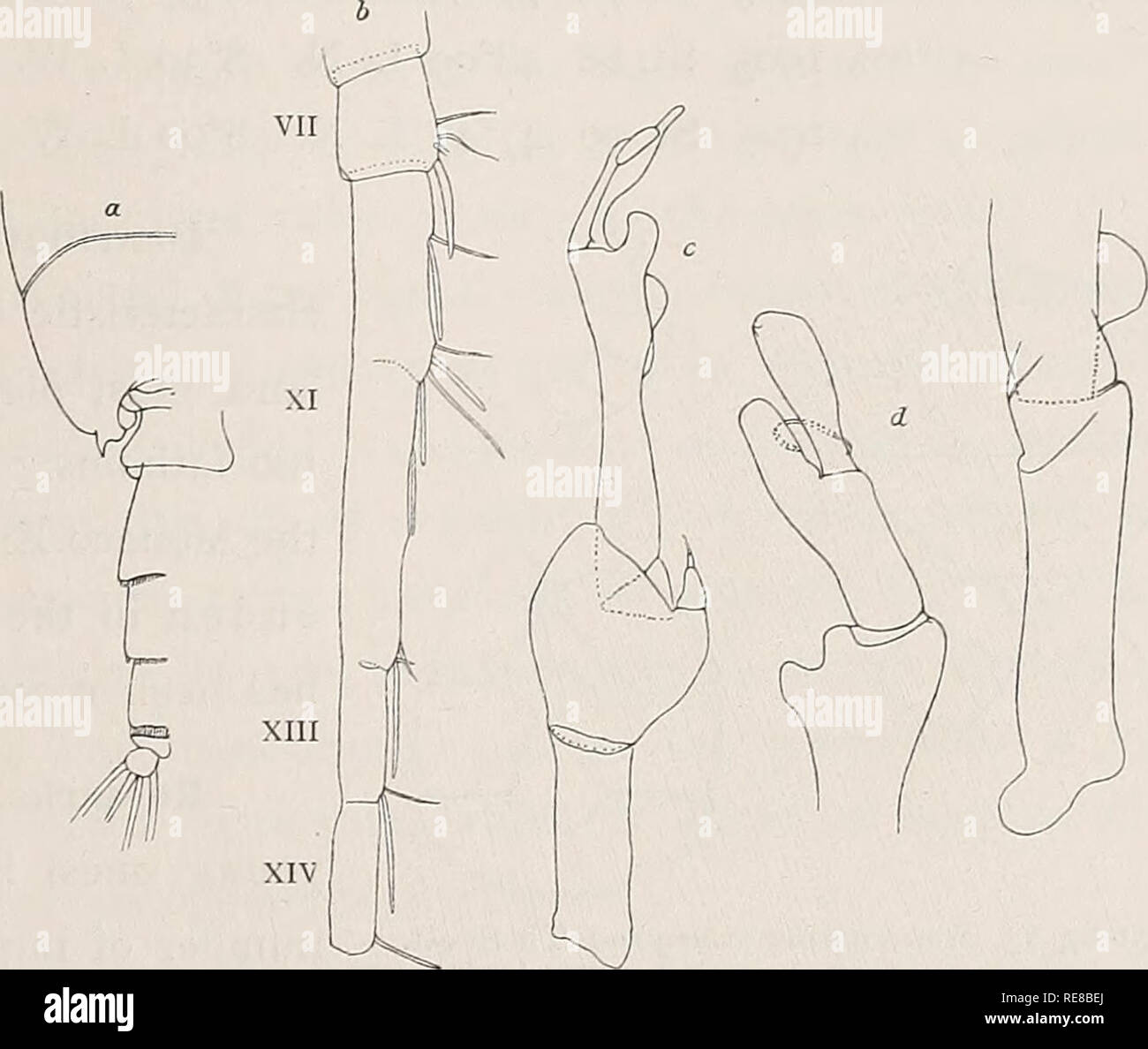 Slender tooth hi-res stock photography and images - Alamy