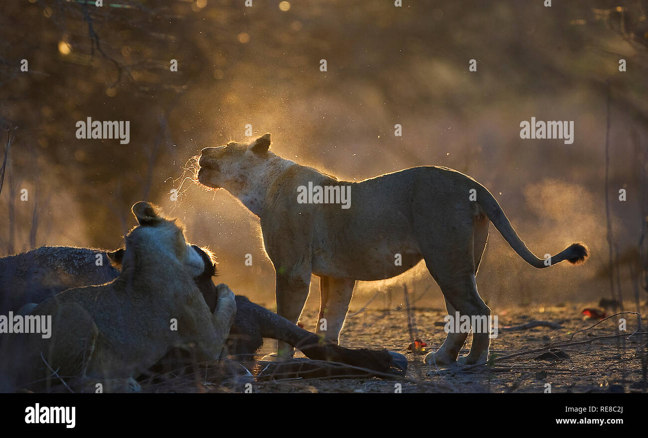 She buffalo hi-res stock photography and images - Alamy