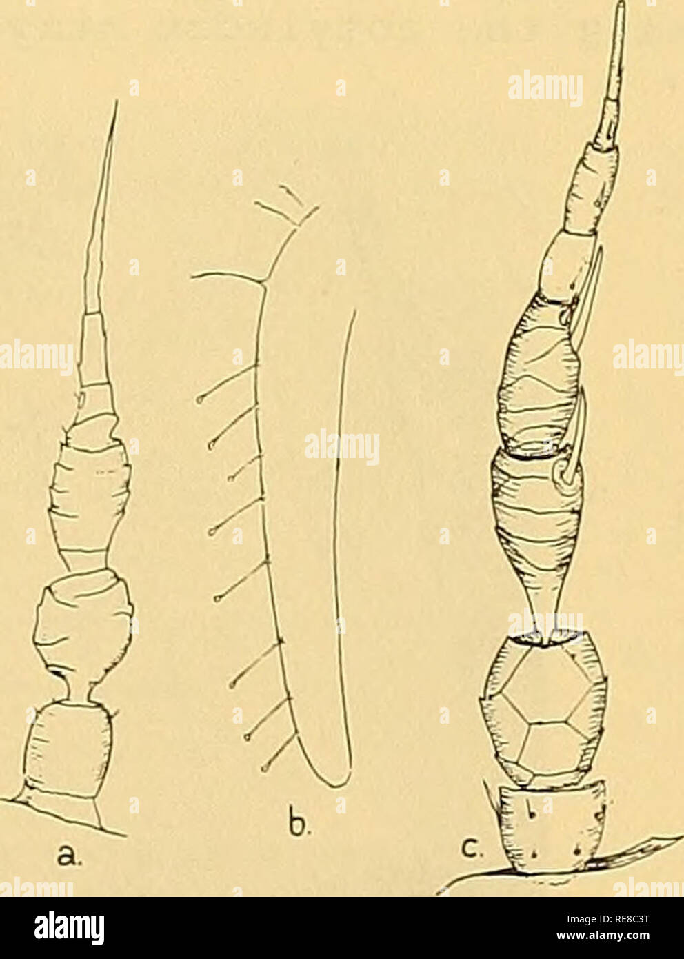Retithrips hi-res stock photography and images - Alamy