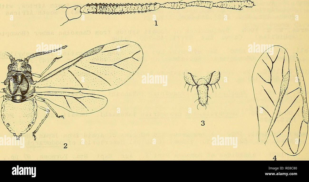. Cooperative economic insect report. Beneficial insects; Insect pests ...