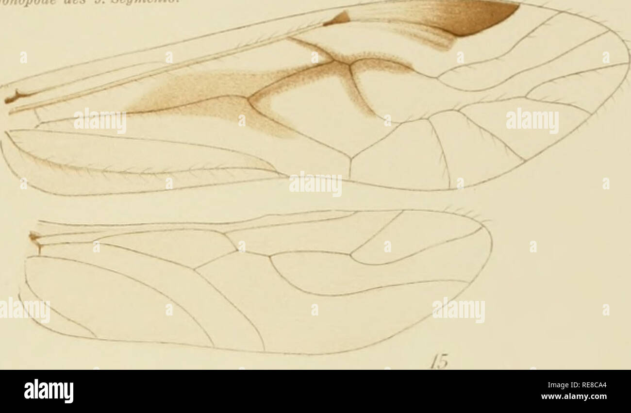 Psocoptera hi-res stock photography and images - Alamy