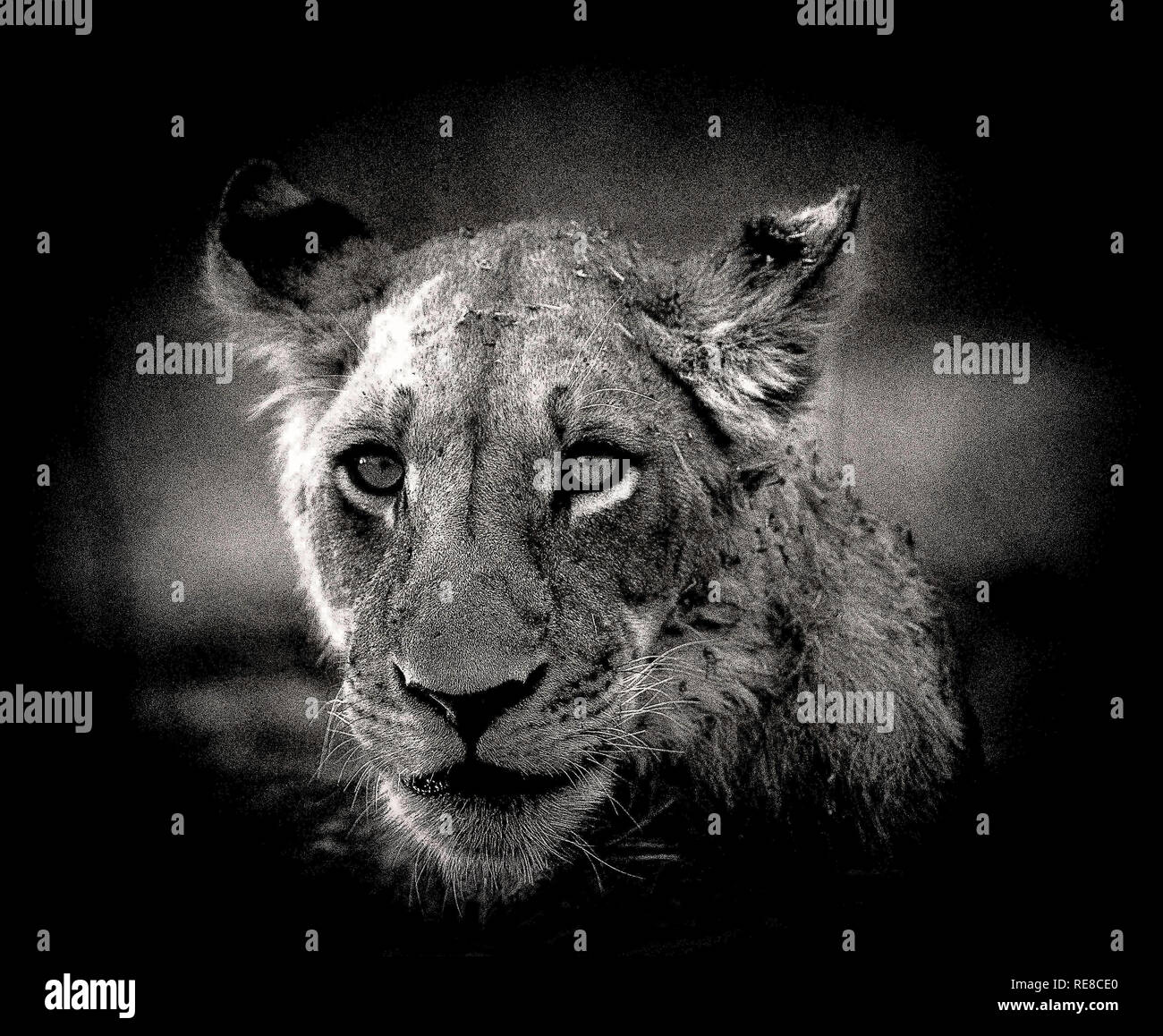 Black and white lion portrait hi-res stock photography and images - Alamy