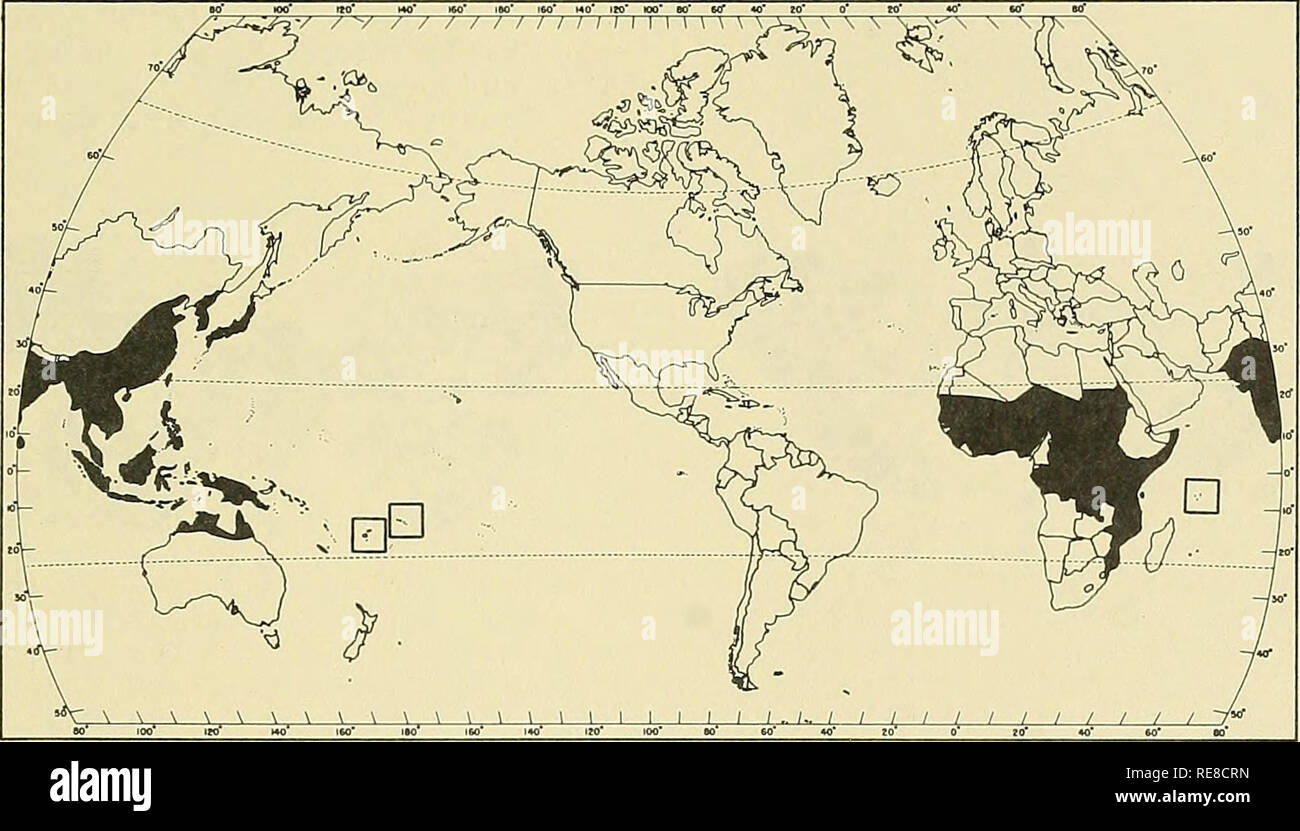 Cotton leaf roller sylepta derogata hi-res stock photography and images ...