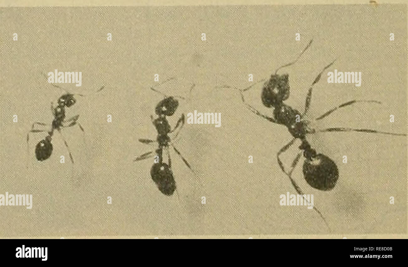 Fire Ant Queen Fallout 3