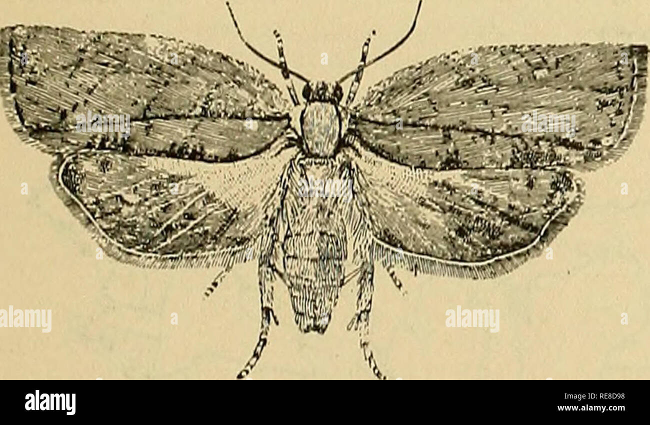 Light brown apple moth hi-res stock photography and images - Alamy