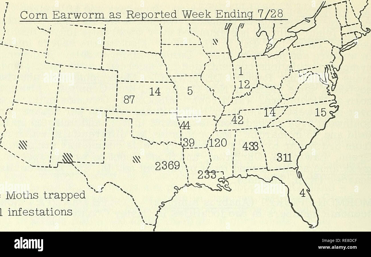 Corn earworm moths hi-res stock photography and images - Alamy