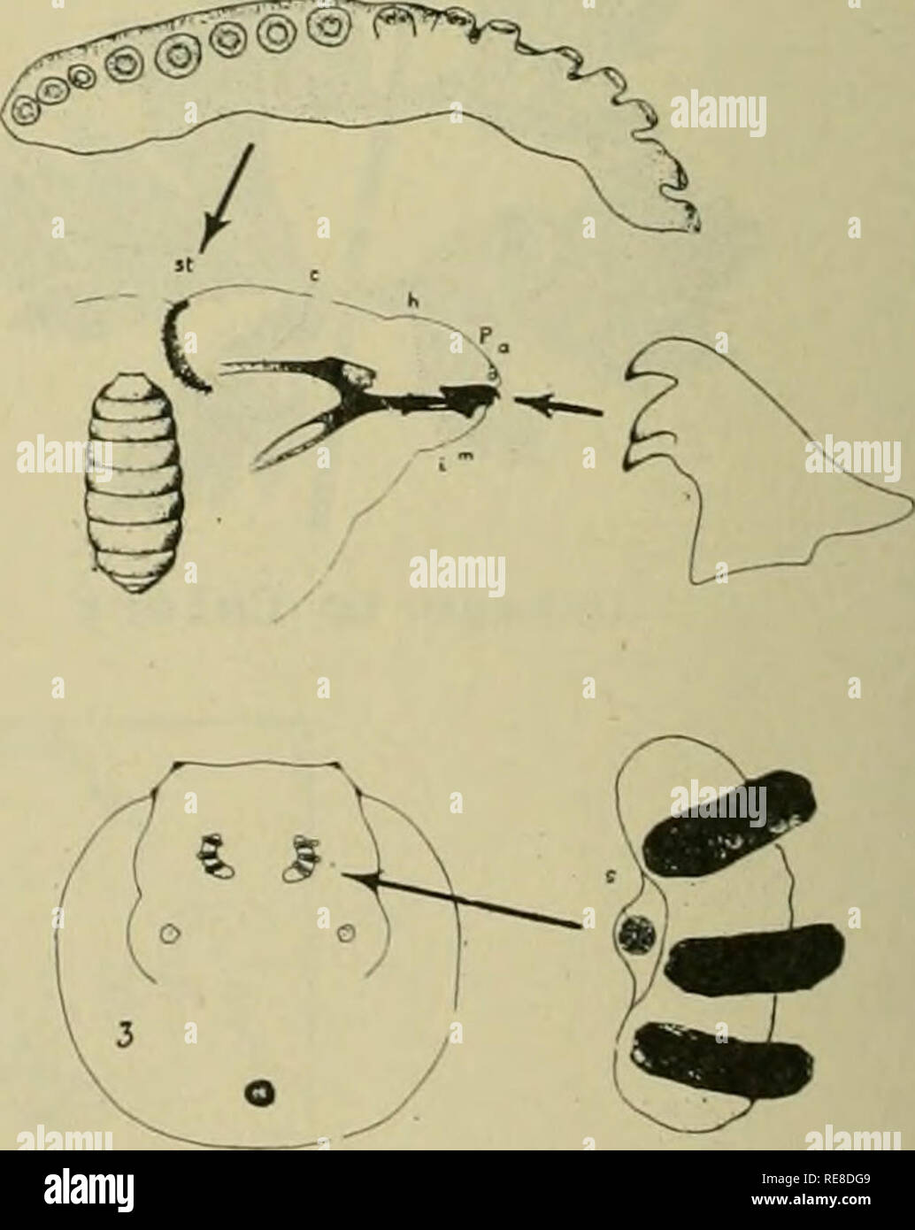 . Cooperative economic insect report. Beneficial insects; Insect pests ...