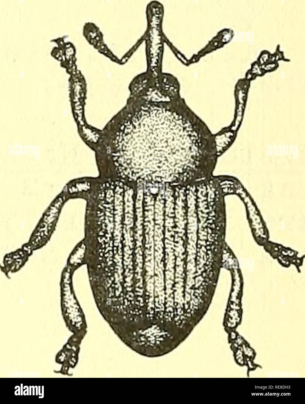 Philippine insects hi-res stock photography and images - Alamy