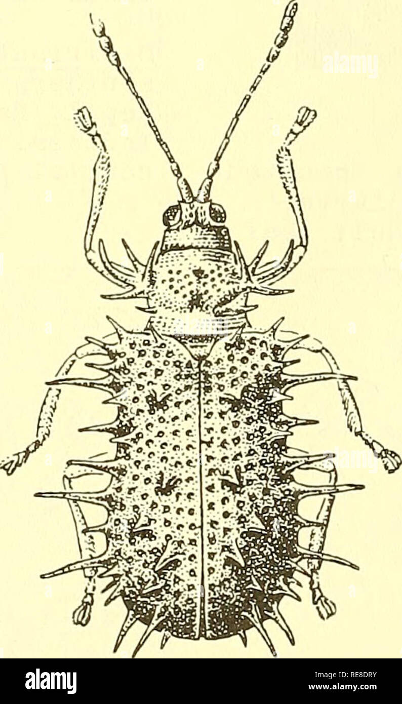 . Cooperative economic insect report. Beneficial insects; Insect pests ...