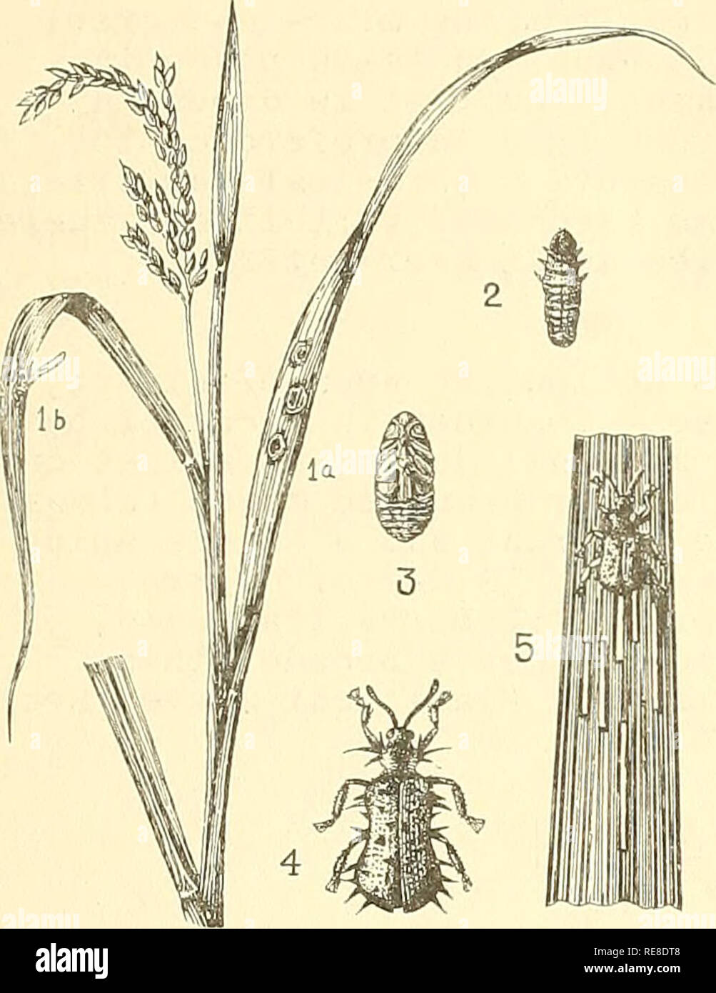 Dicladispa armigera hi-res stock photography and images - Alamy