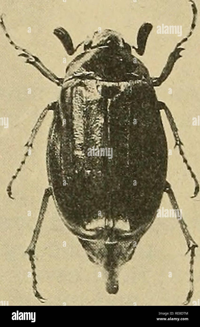 . Cooperative economic insect report. Beneficial insects; Insect pests ...