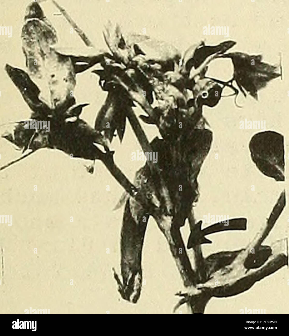 Thrips pea hi-res stock photography and images - Alamy