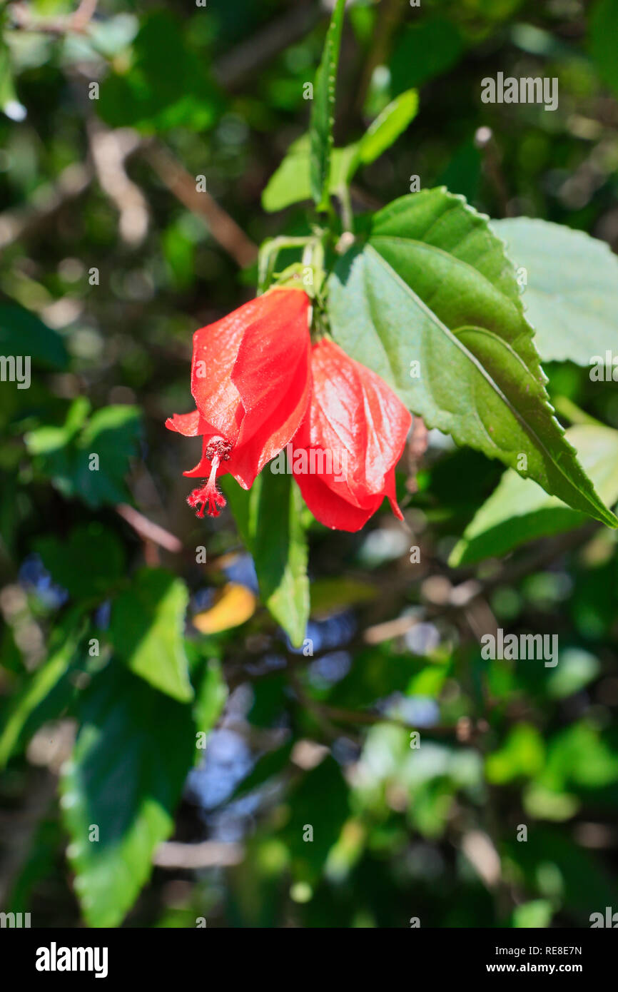 Malvaviscus Arboreus High Resolution Stock Photography and Images - Alamy