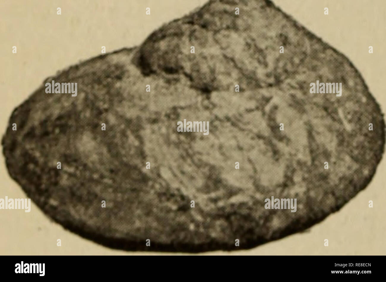 . The earth in past ages. Geology, Stratigraphic; Earth sciences. io ...