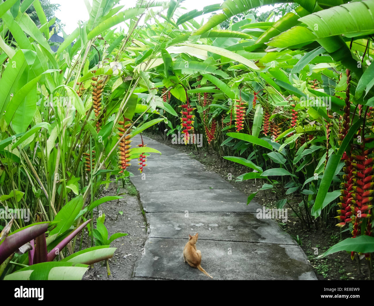 Pavement in a tropical garden, Red cat itch from fleas on the path ...