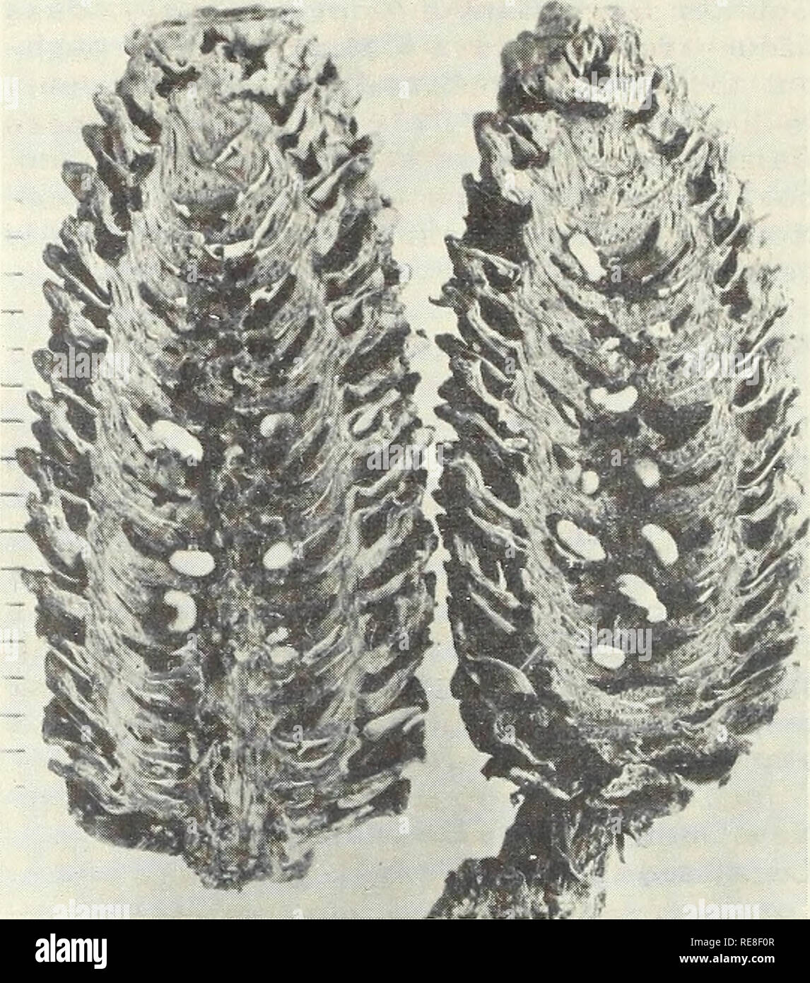 Spruce budworm larvae hi-res stock photography and images - Alamy