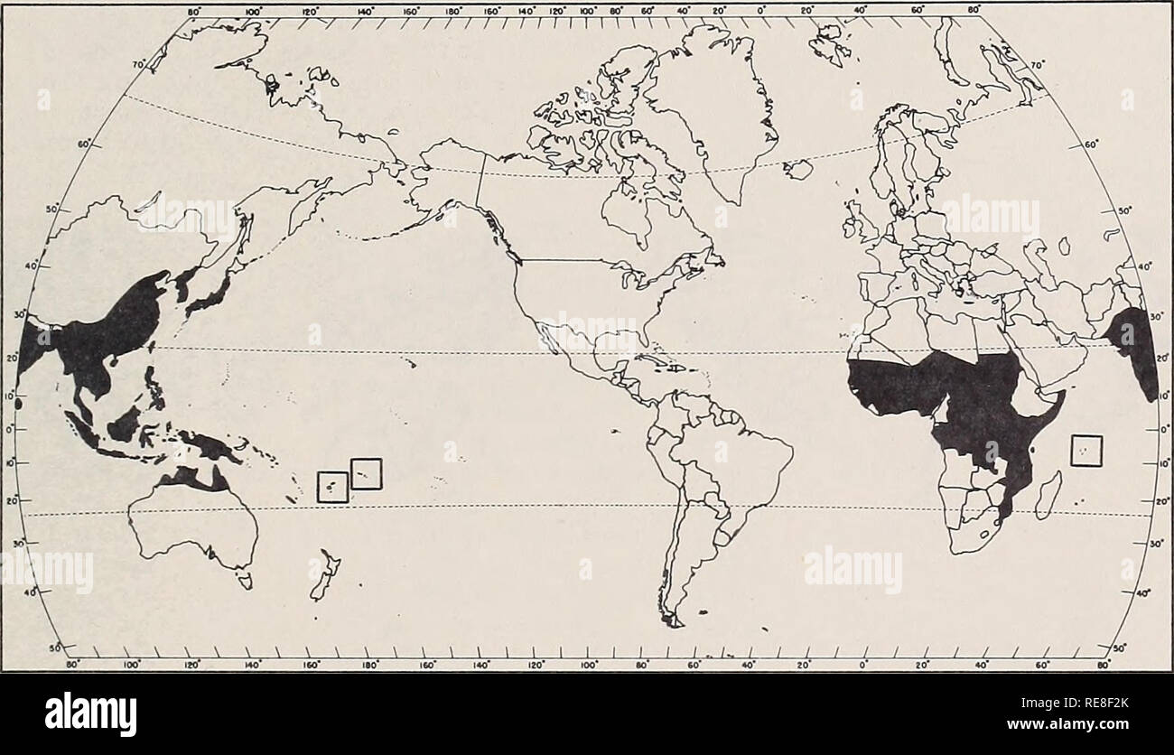 Cotton leaf roller sylepta derogata hi-res stock photography and images ...