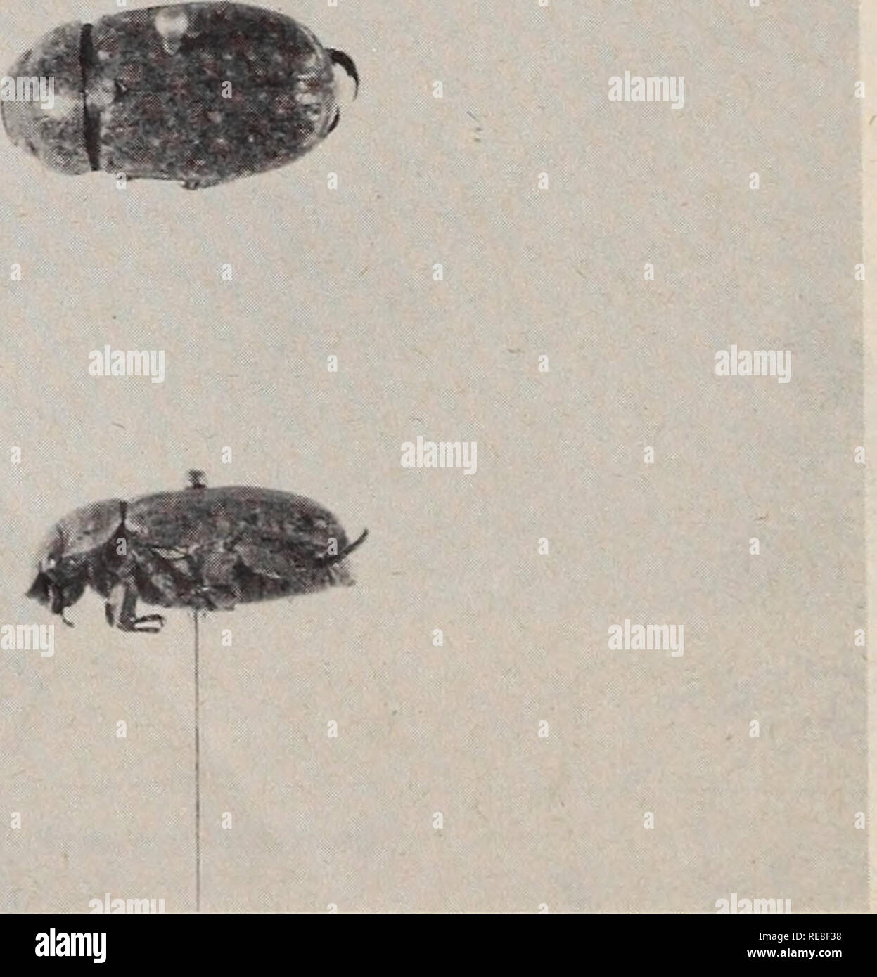 Skeletonization of leaves hi-res stock photography and images - Alamy