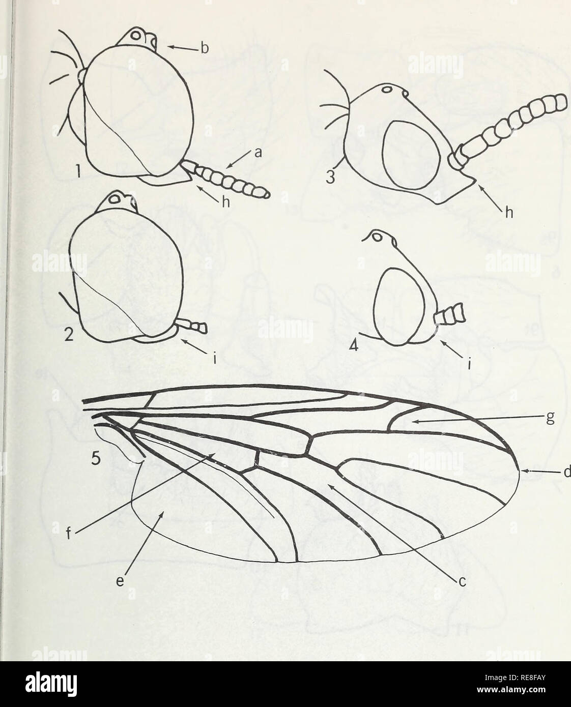 Plecia nearctica hi-res stock photography and images - Alamy