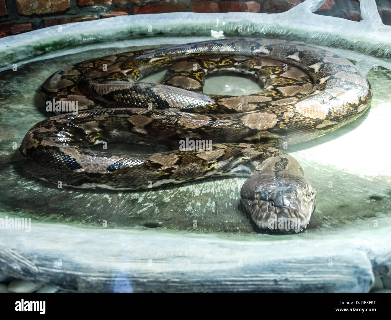 Python bowl hi-res stock photography and images - Alamy