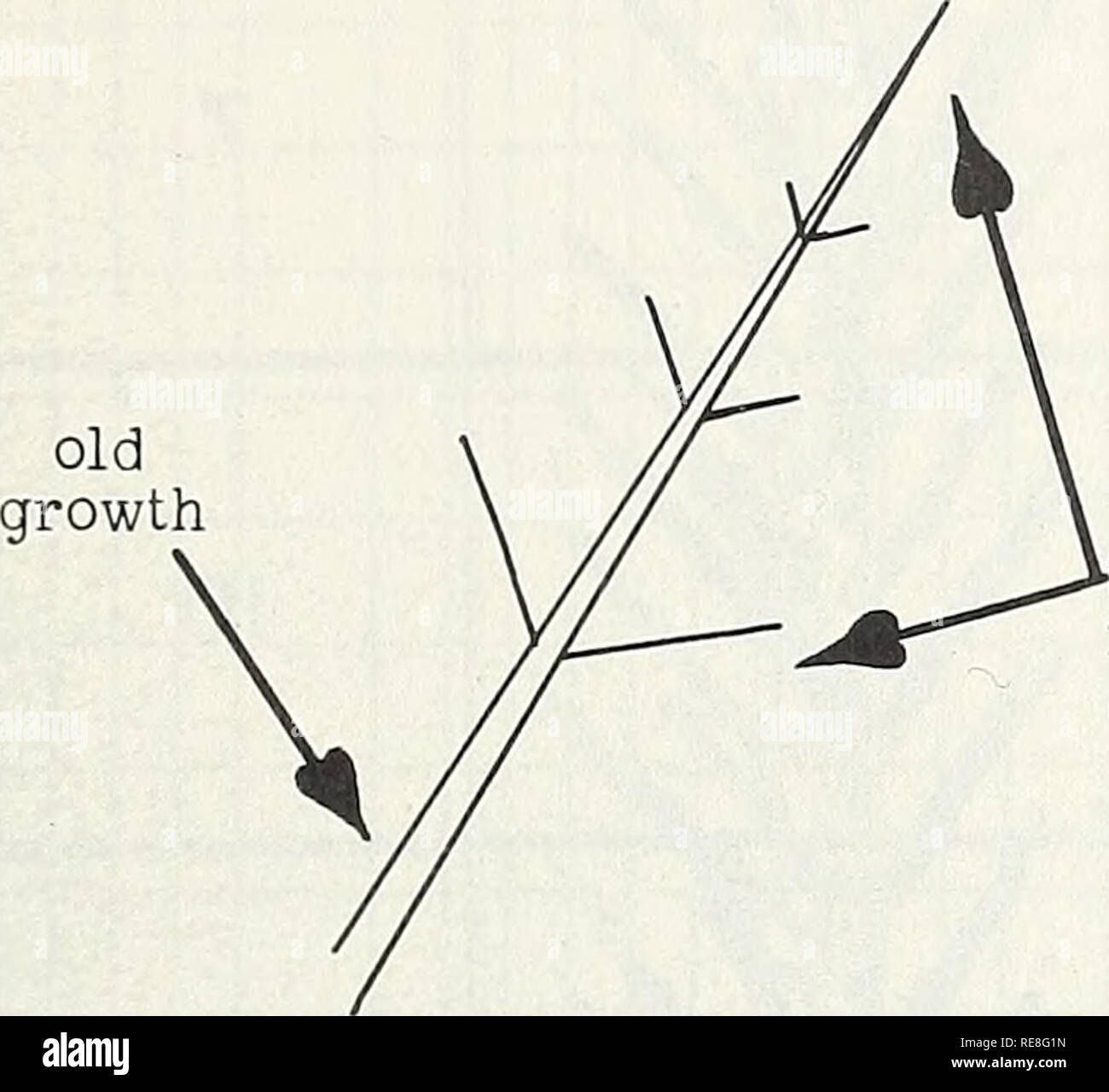 . Cooperative economic insect report; survey methods. Entomological ...