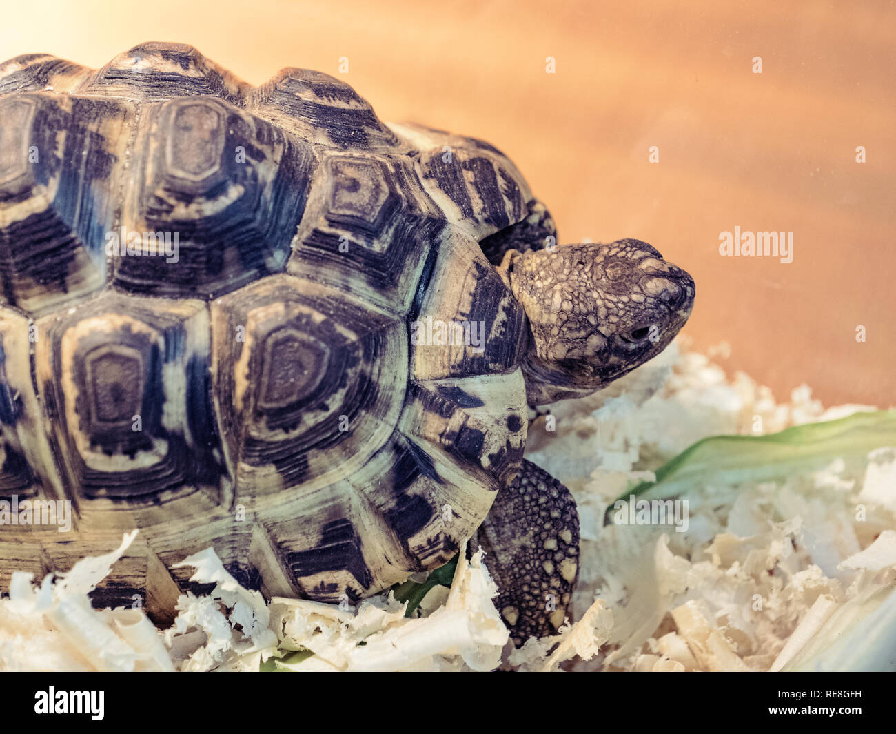 Adult turtle hi-res stock photography and images - Alamy