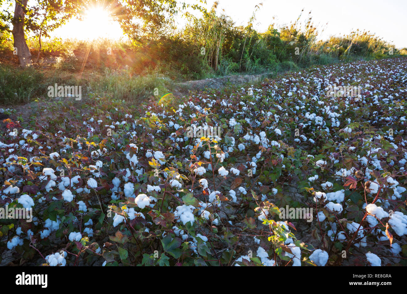 Cotton field at sunrise Stock Photo - Alamy