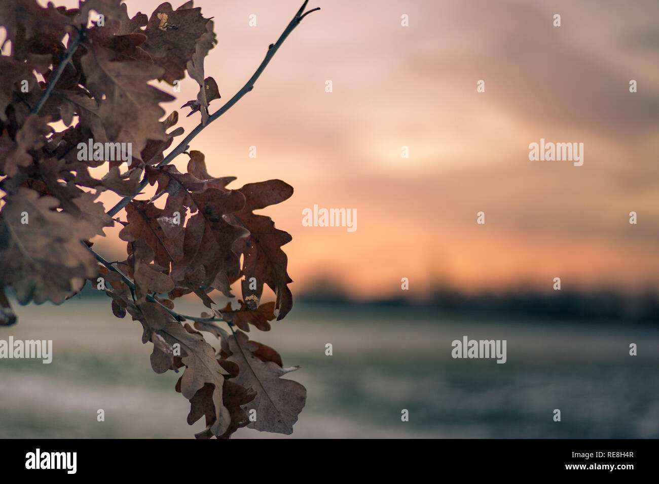 Leaves in the sunset hi-res stock photography and images - Alamy